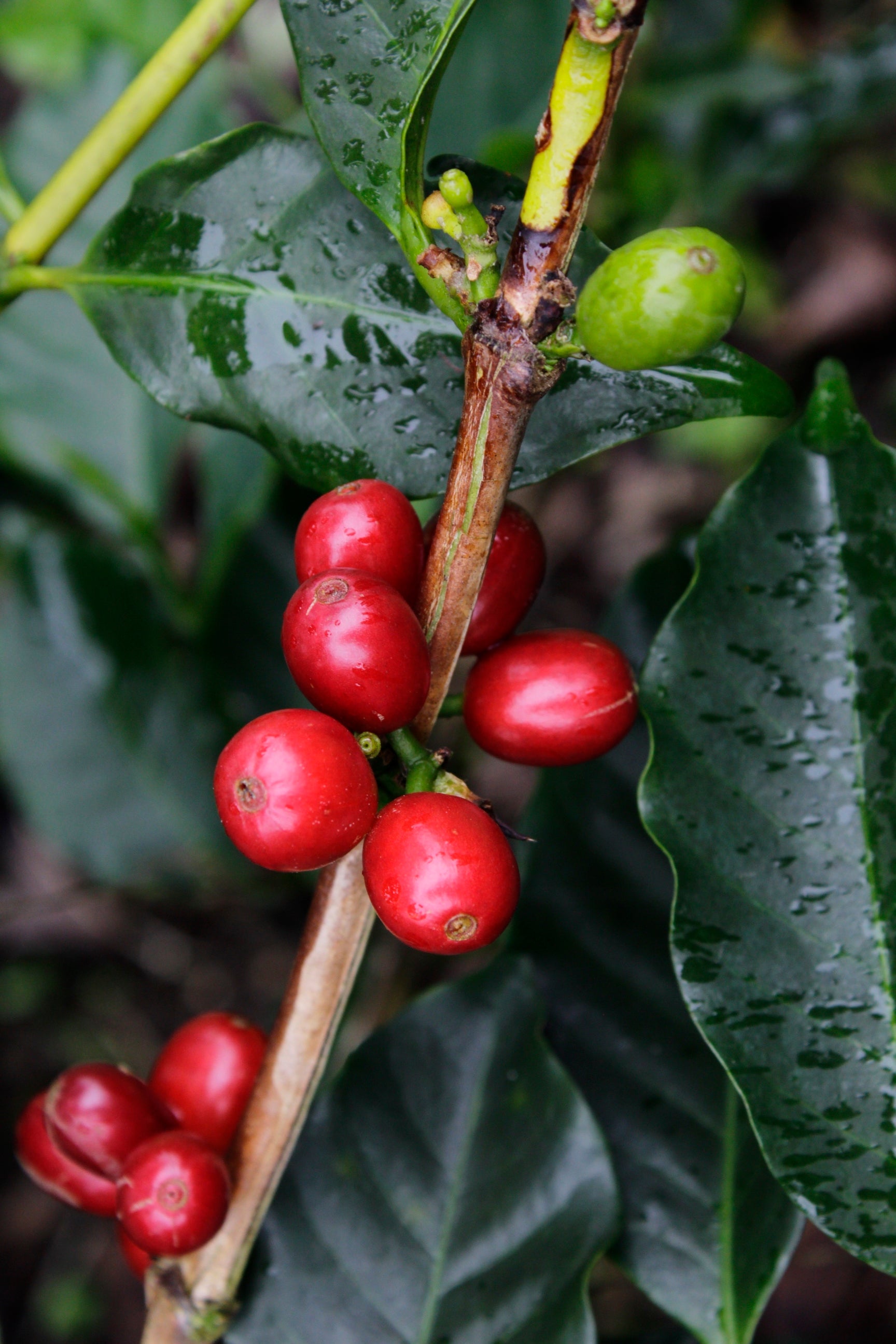 Black Gold Coffee Roasters - Venice FL Cafe